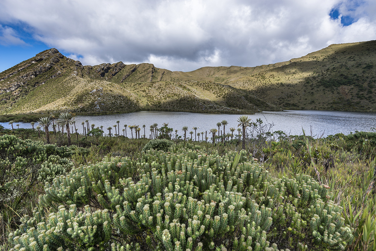 ℹ Explorando las Maravillas del Páramo de Chingaza: Un Paraíso Natural